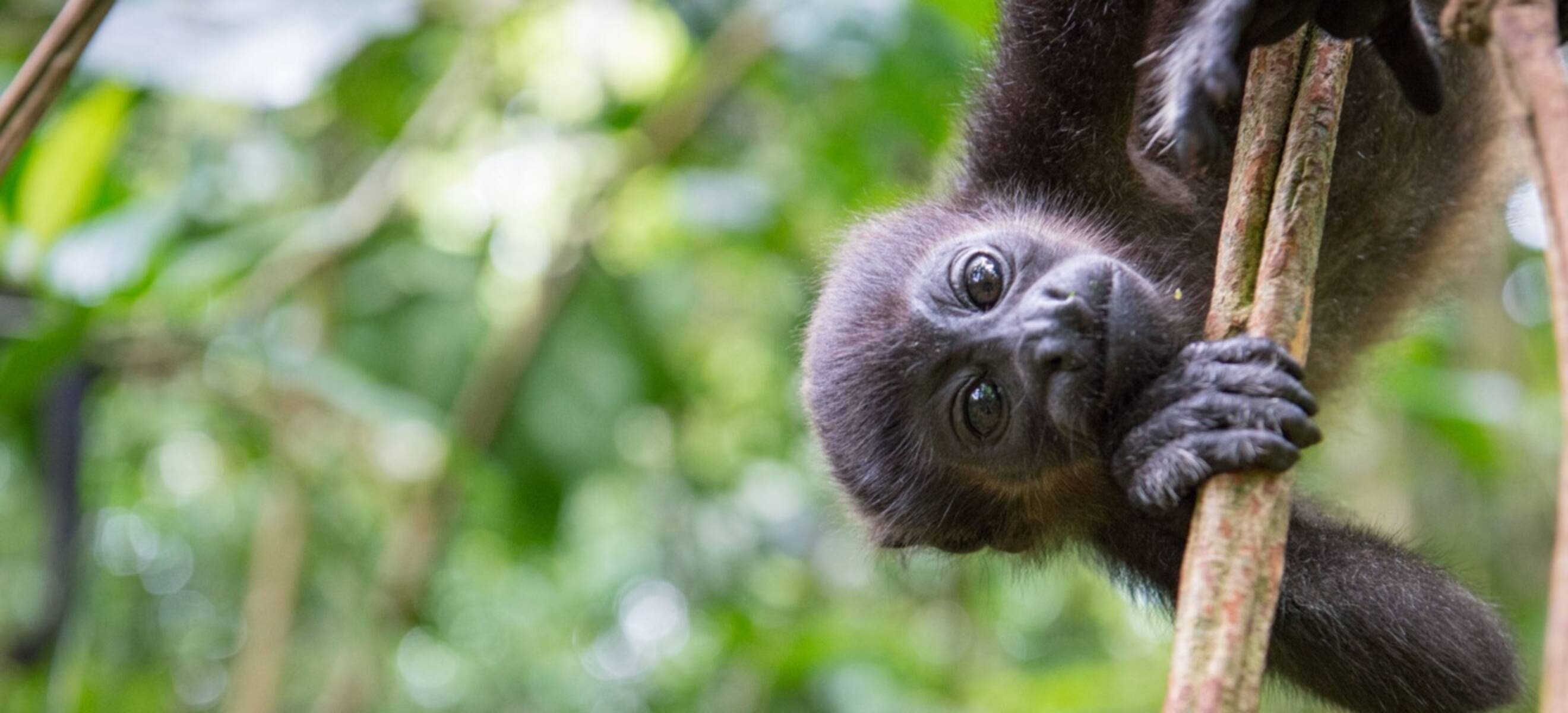 Freiwilligenarbeit mit Primaten & Affen 🐒 | Wildlife Volunteering
