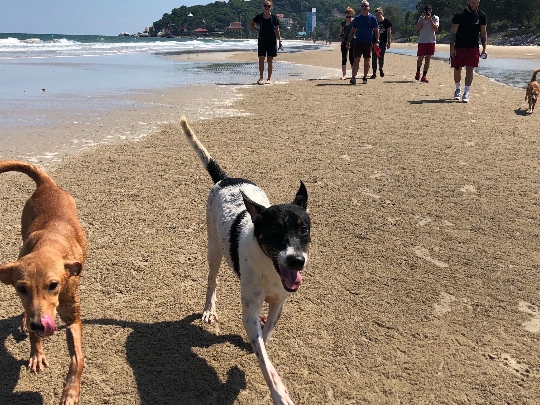 Freiwilligenarbeit mit Hunden in Thailand