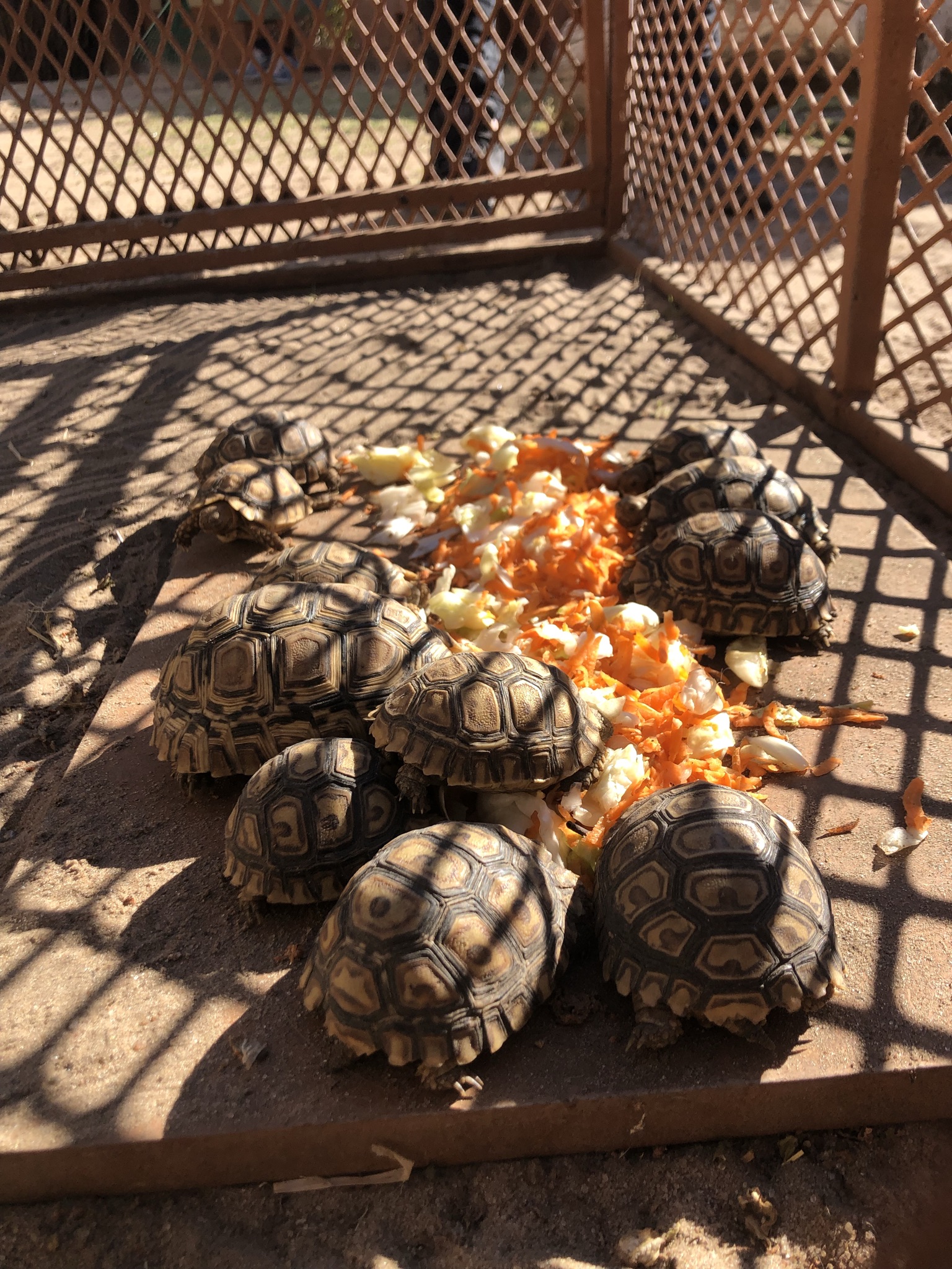 Erfahrungsbericht aus einem Wildlife Projekt in Namibia