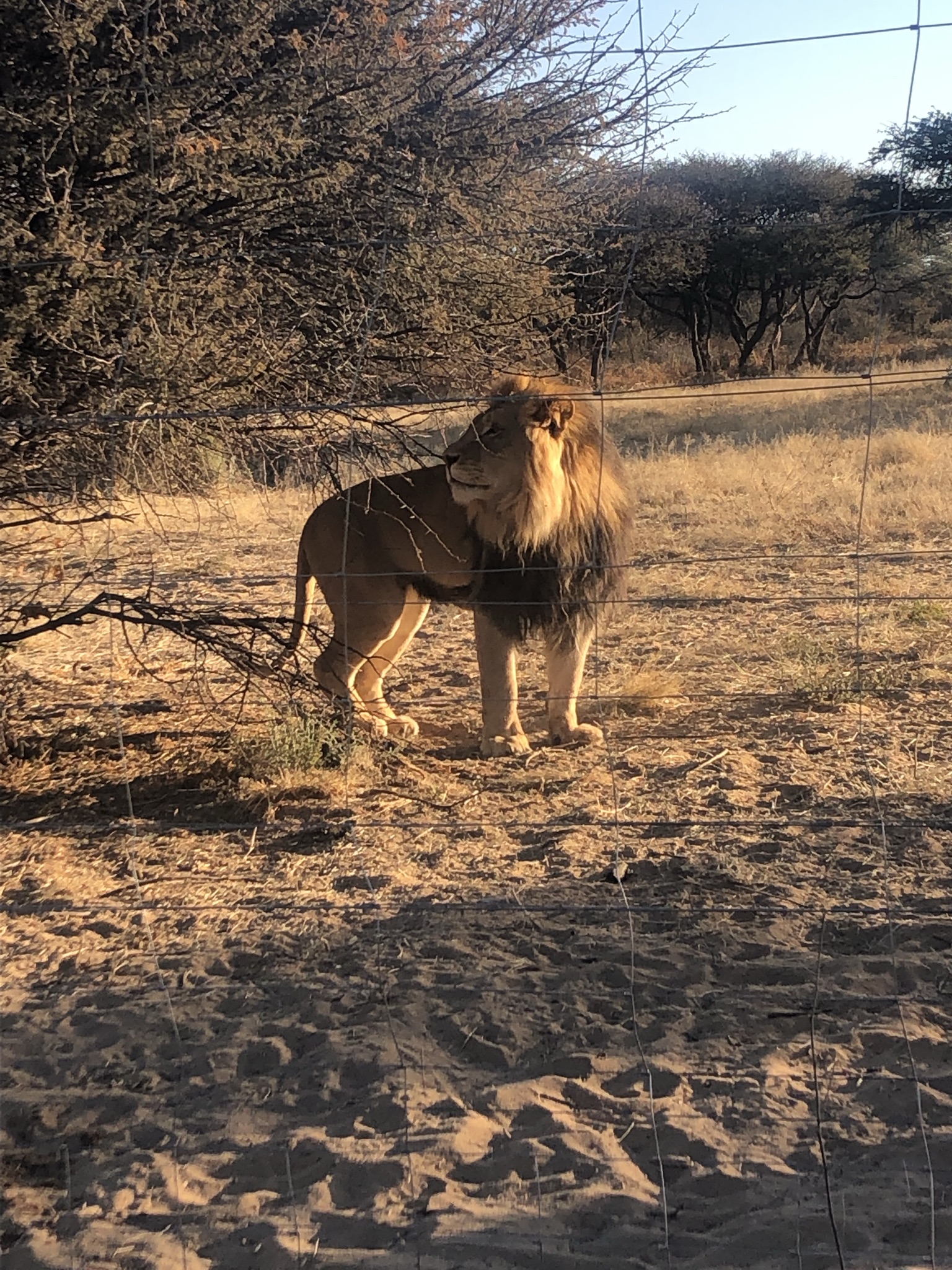 Erfahrungsbericht aus einem Wildlife Projekt in Namibia